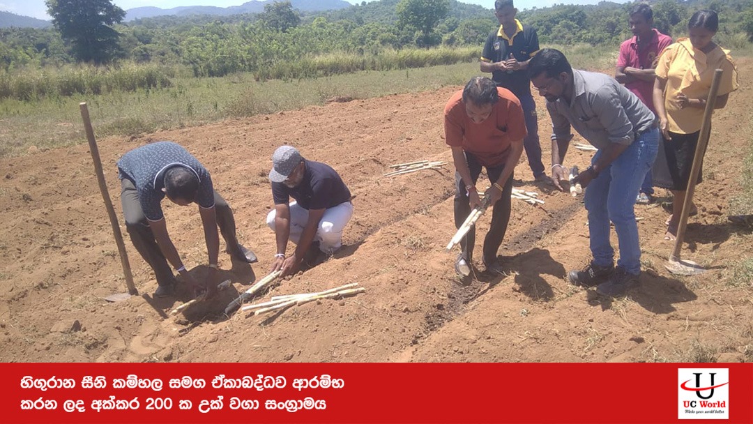 Sugarcane Cultivation Project in Association with Gal Oya Plantations ...