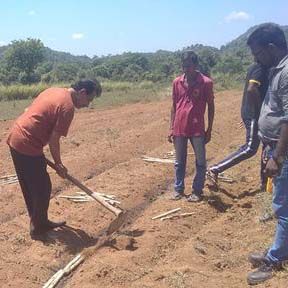 Sugarcane Cultivation Project in Association with Gal Oya Plantations ...